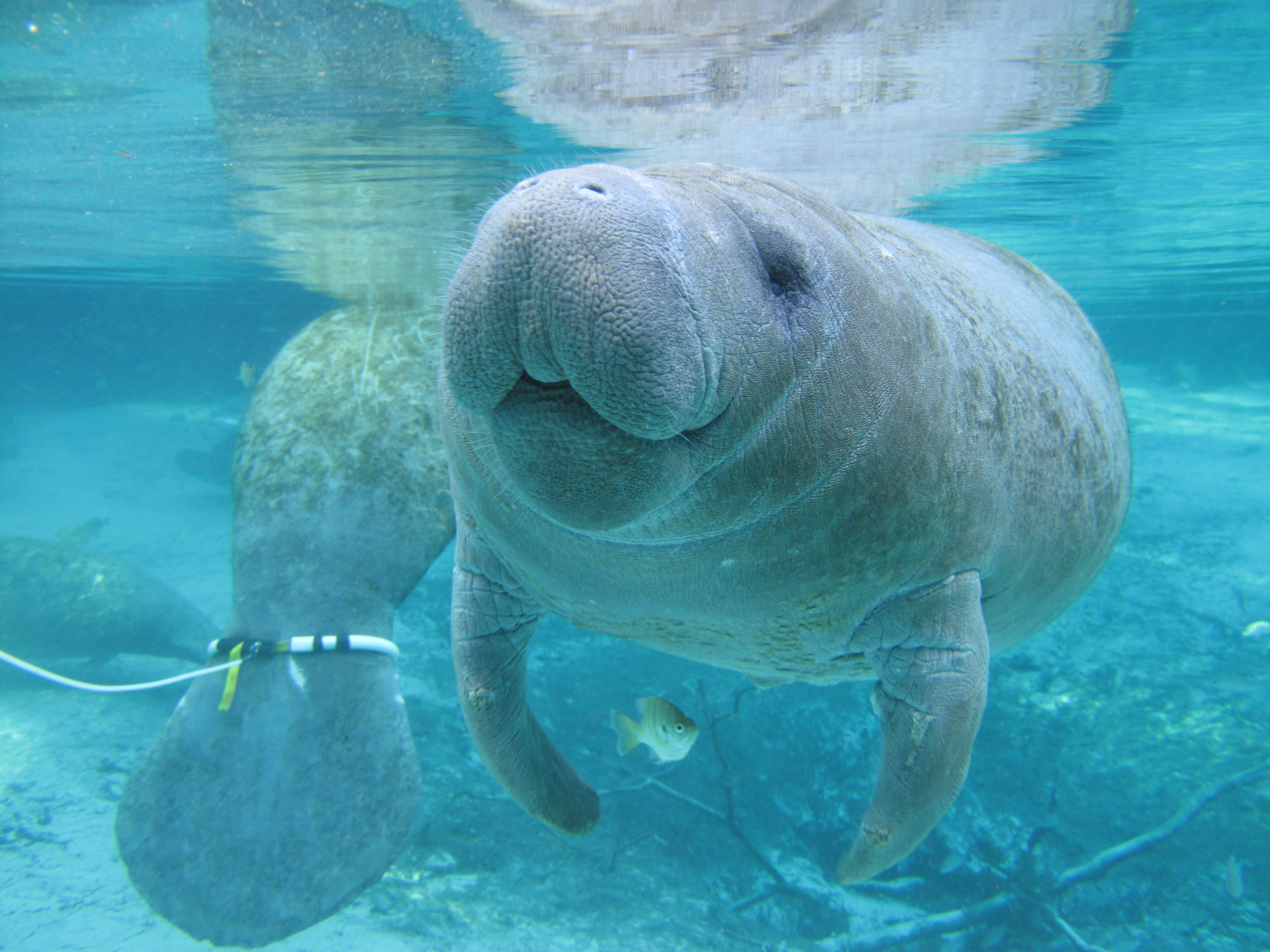 Florida Keys National Marine Sanctuary Foundation