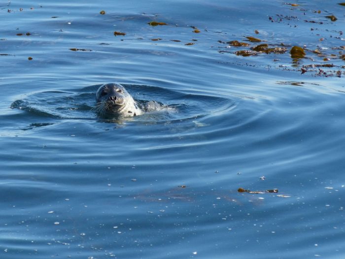 Marine Mammals of Monterey Bay National Marine Sanctuary | NMSF
