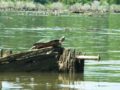Mallows Bay-Potomac River takes important step toward first new marine ...