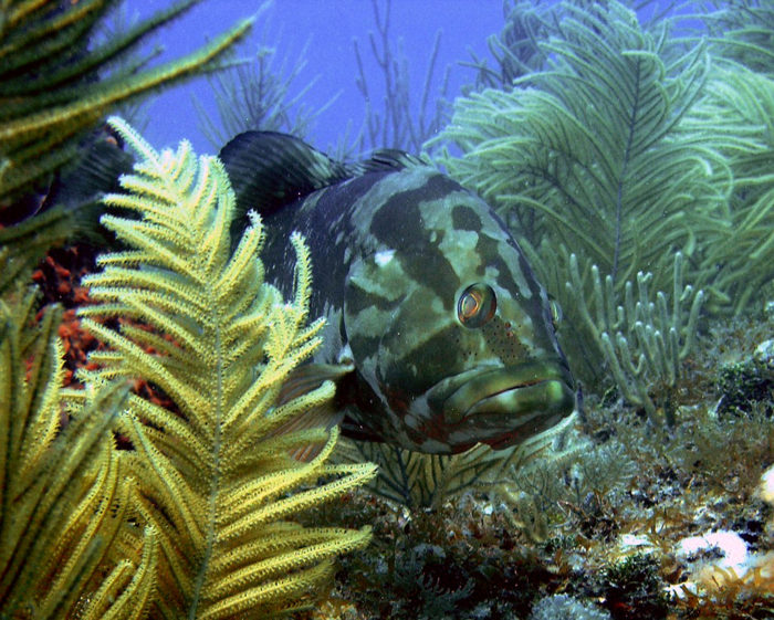 Celebrating Florida Keys National Marine Sanctuary’s Expansion ...