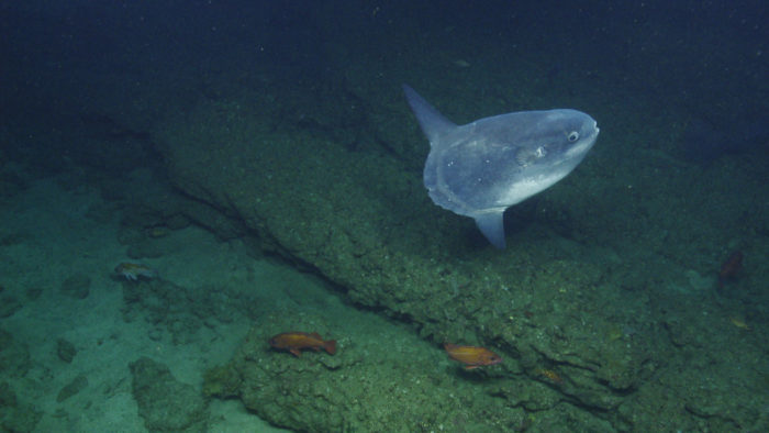 Creature Feature: Ocean Sunfish (Mola mola) | National Marine Sanctuary ...
