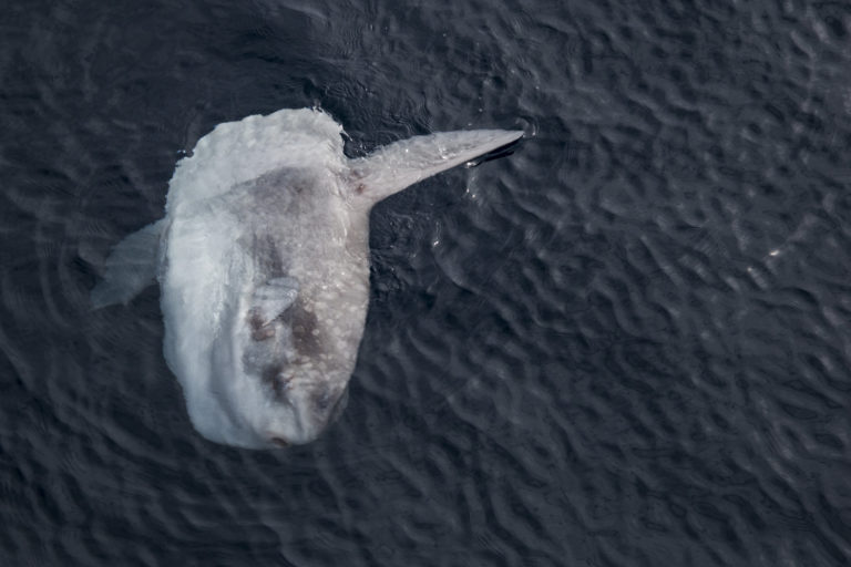 Creature Feature: Ocean Sunfish (Mola mola) | National Marine Sanctuary ...