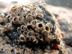 Sea Wonder: Barnacle | National Marine Sanctuary Foundation