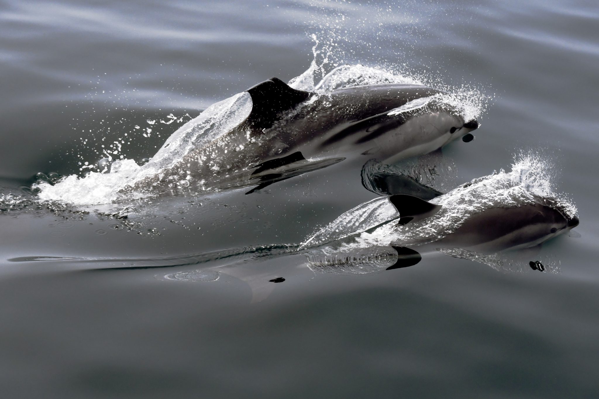 Sea Wonder: Atlantic White-sided Dolphin | National Marine Sanctuary ...
