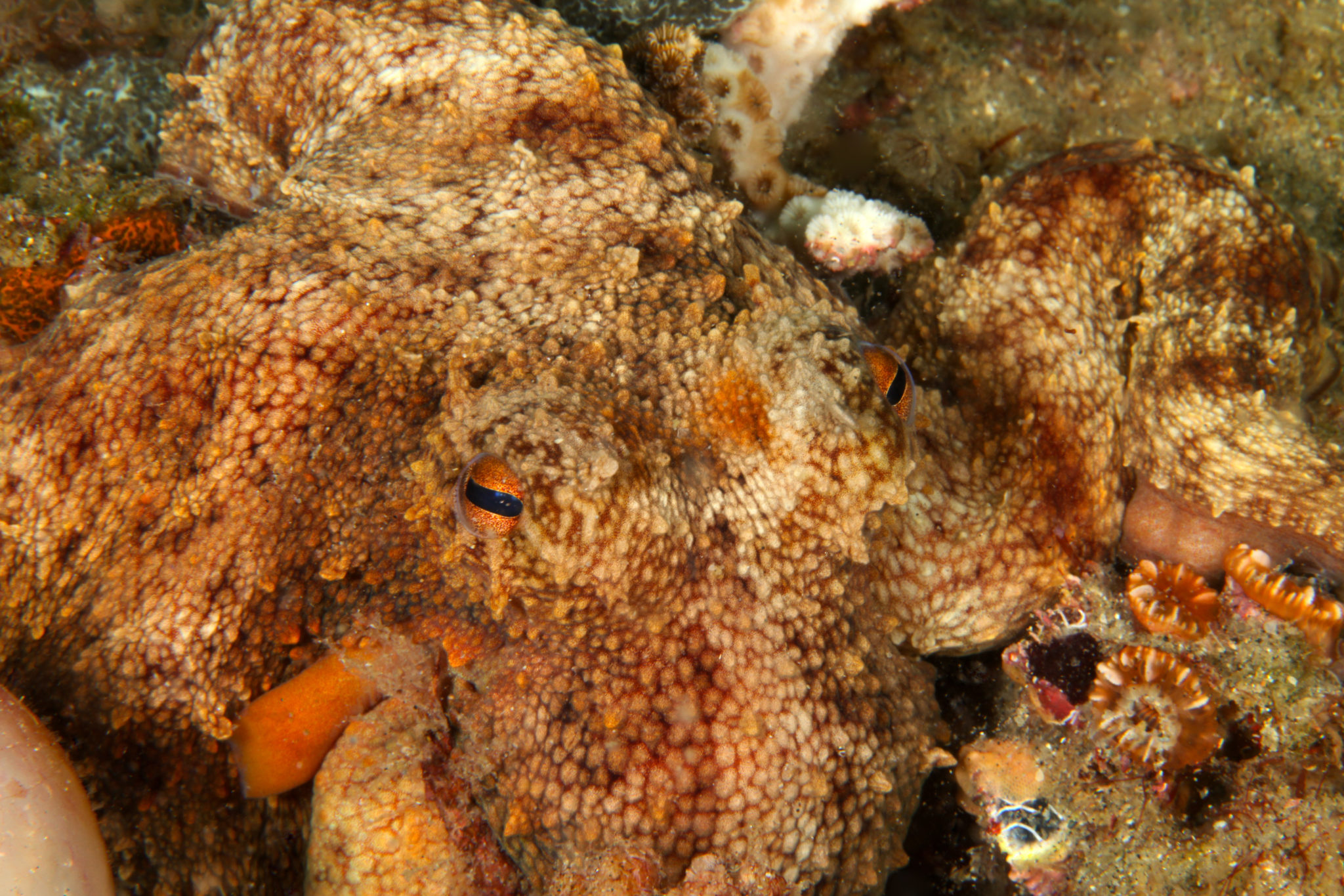 On the Defense: How Marine Animals Adapt to Survive | National Marine ...