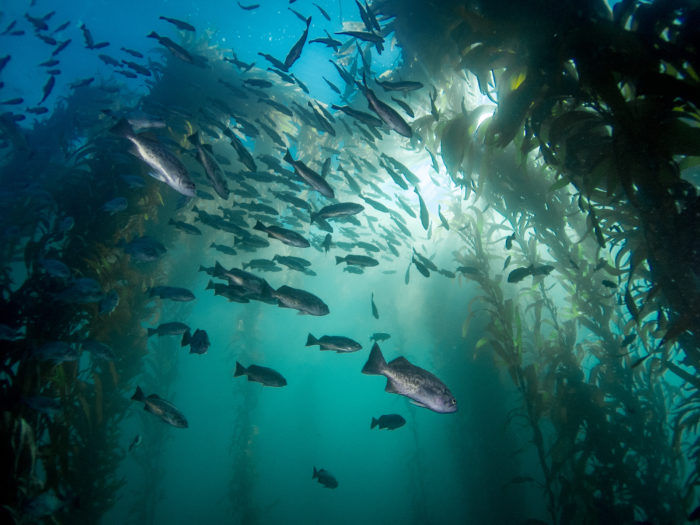 Kelp Forest Loss: What Does it Mean and Why Does it Matter? | National ...