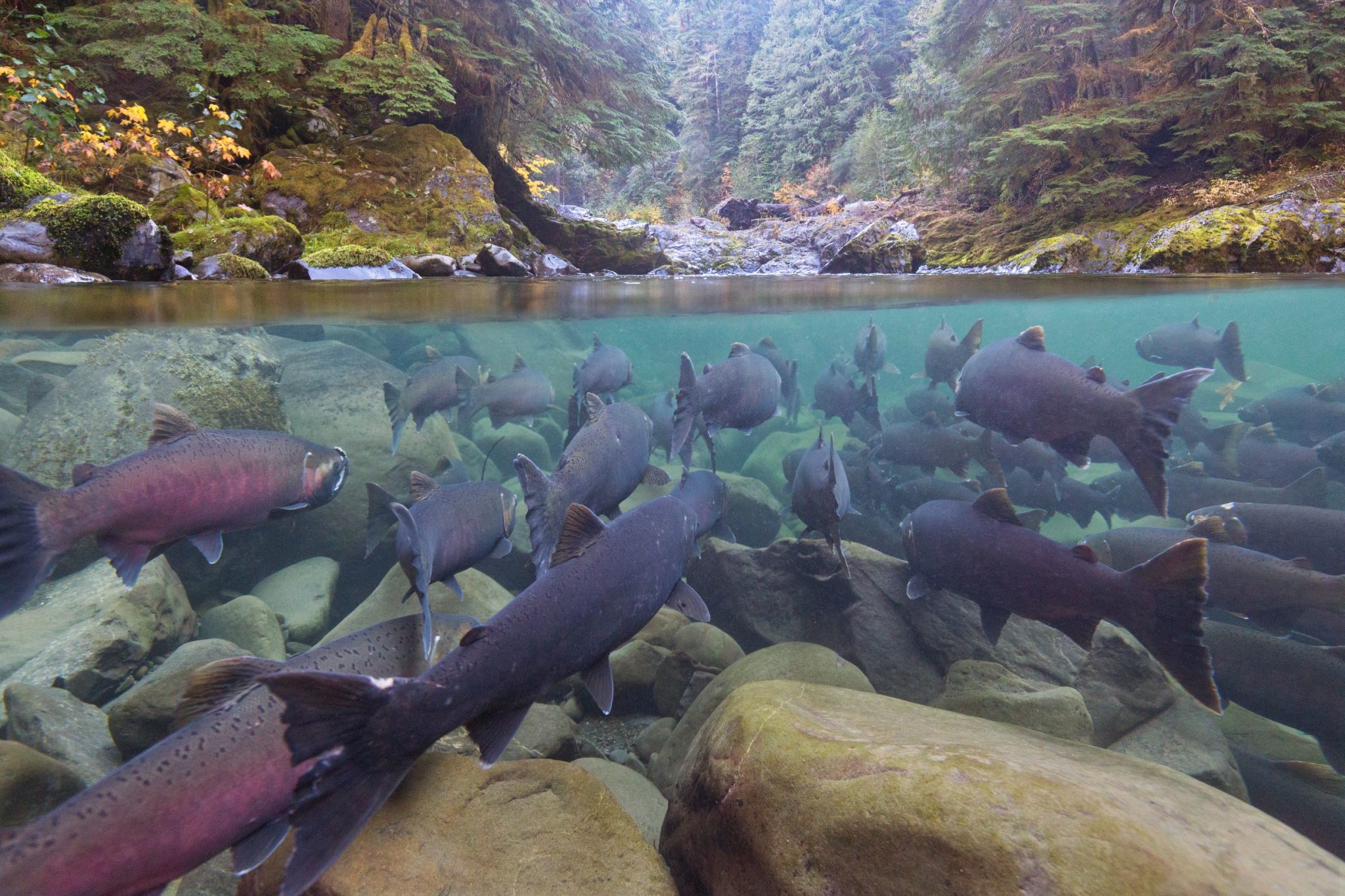 Sea Wonder: Coho Salmon | National Marine Sanctuary Foundation