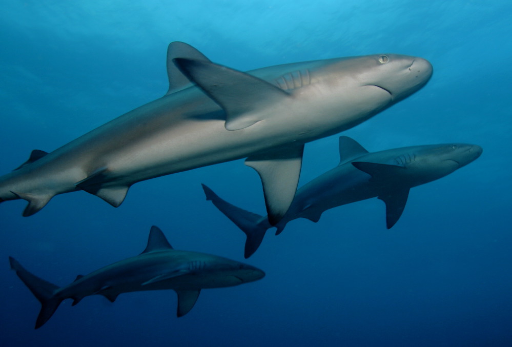 What are Keystone Species? | National Marine Sanctuary Foundation