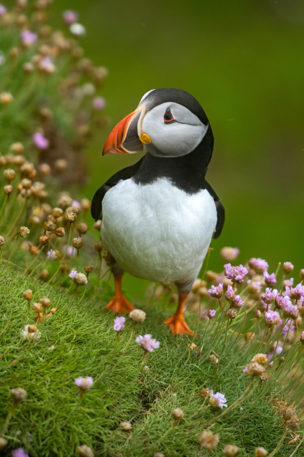 What’s the Difference? Penguin vs. Puffin | National Marine Sanctuary ...