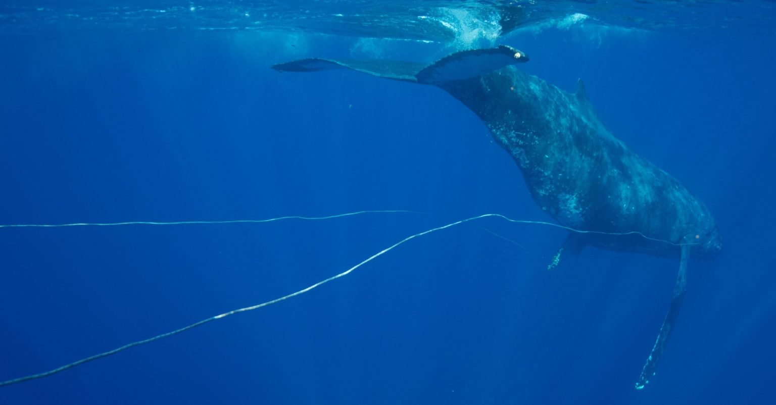 What To Do When You See An Entangled Marine Animal | National Marine ...