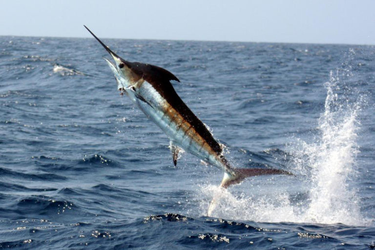 Sea Wonder: Blue Marlin | National Marine Sanctuary Foundation