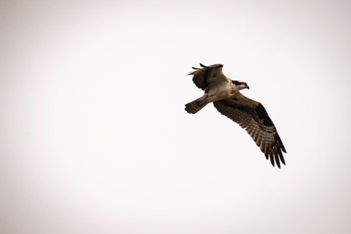 8 Sights to See in Mallows Bay-Potomac River National Marine Sanctuary ...