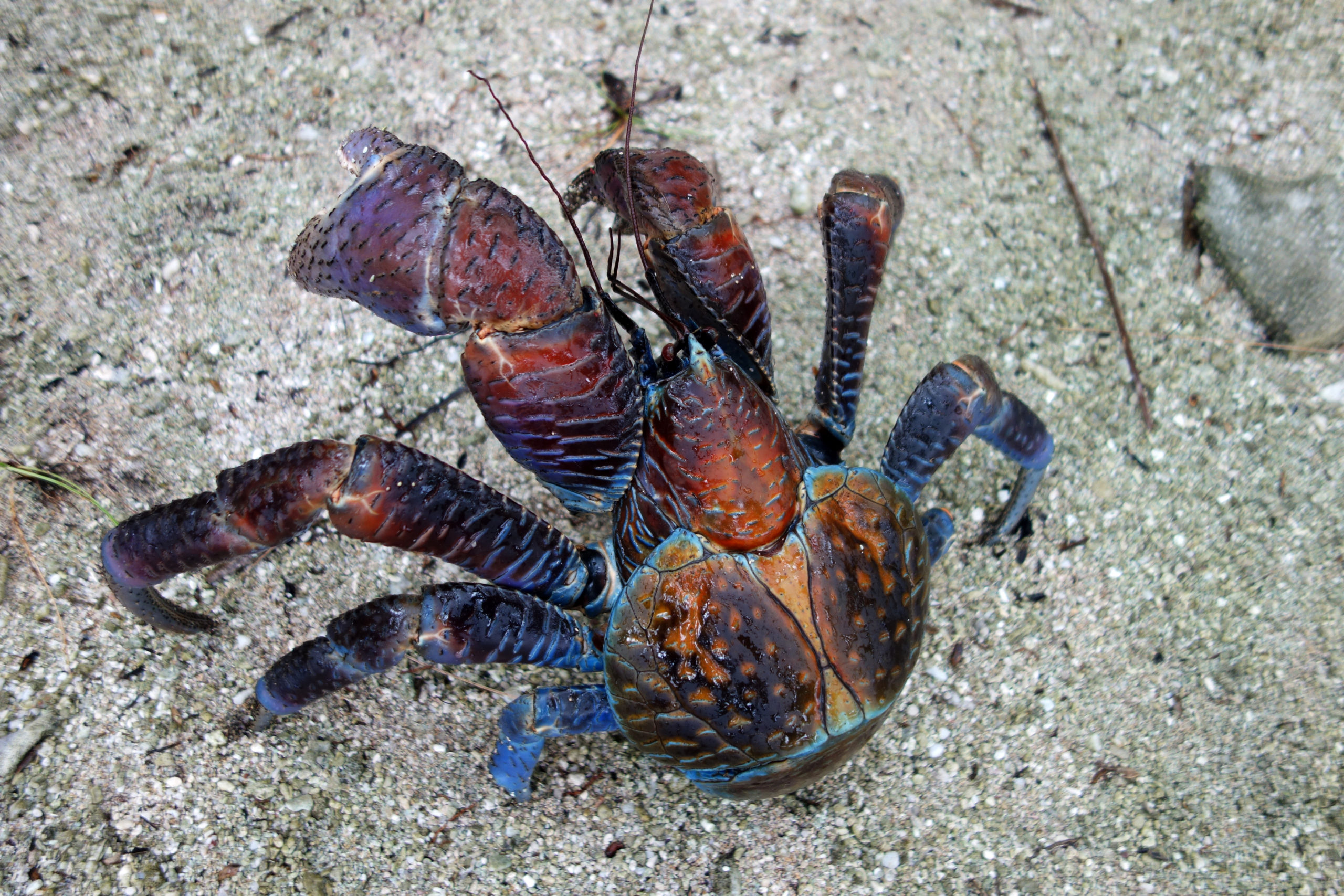 Coconut Crab In Water How To Treat Shell Evacuation In Hermit Crabs