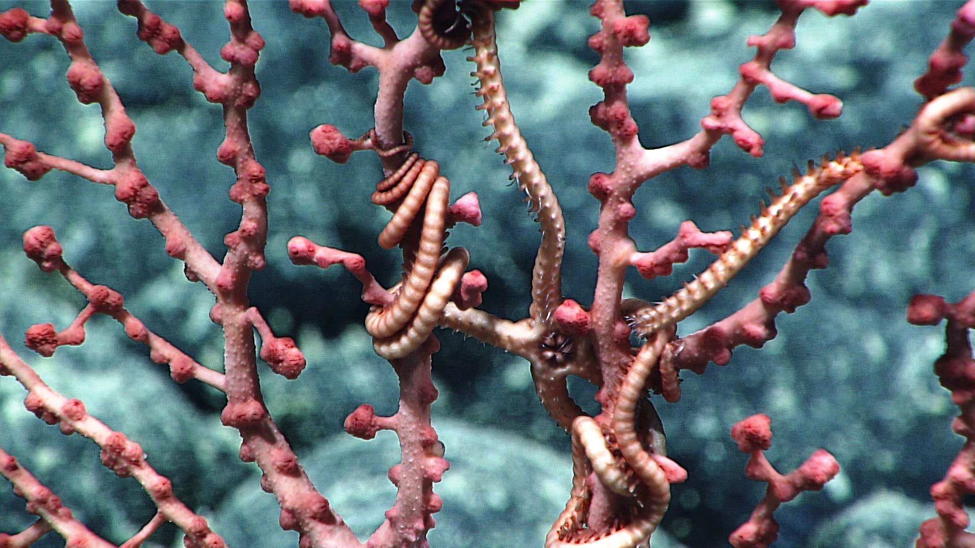 Unique Creatures of the Deep Sea | National Marine Sanctuary Foundation