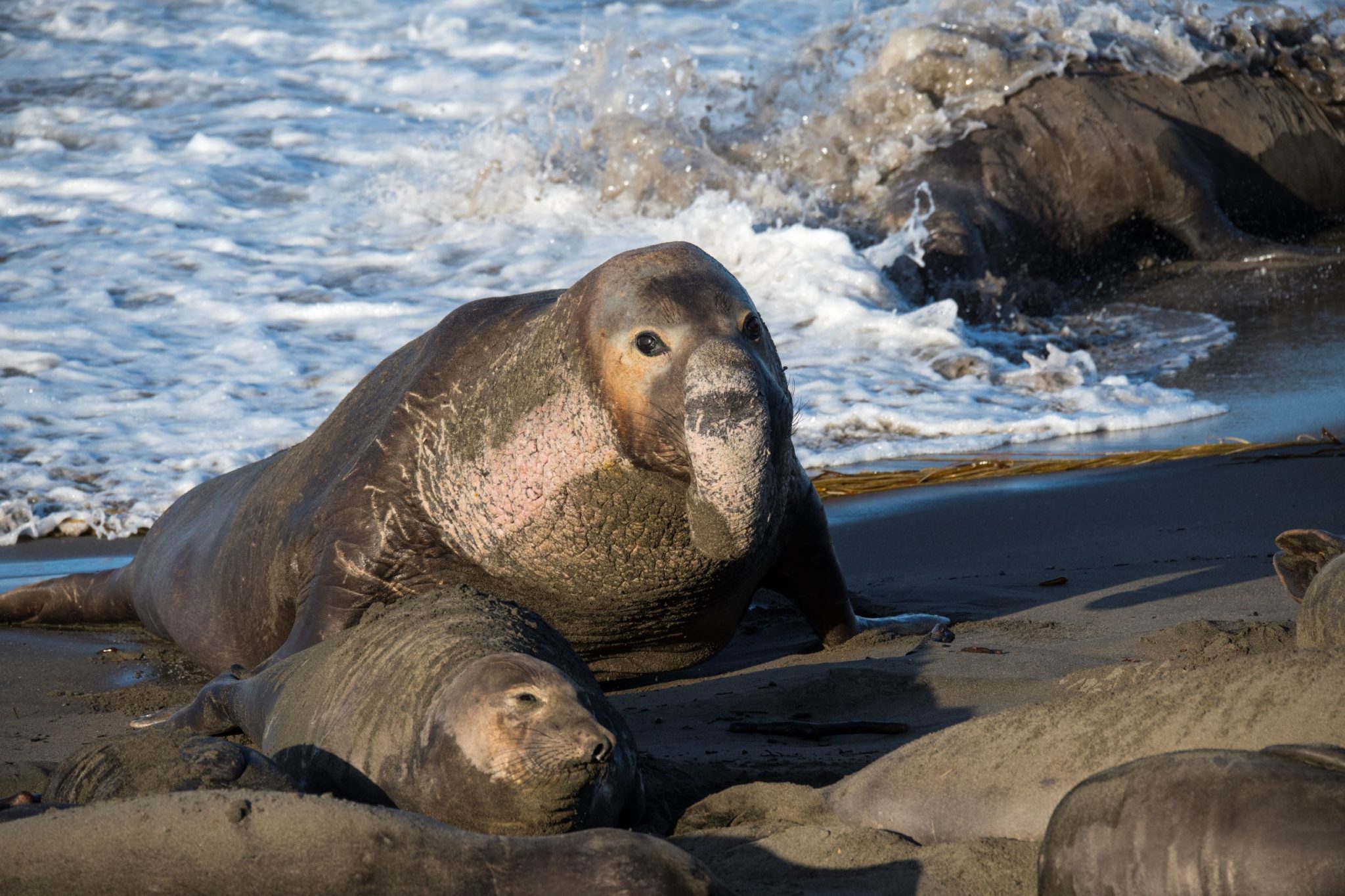 Five Fun Things to do in Monterey Bay National Marine Sanctuary ...