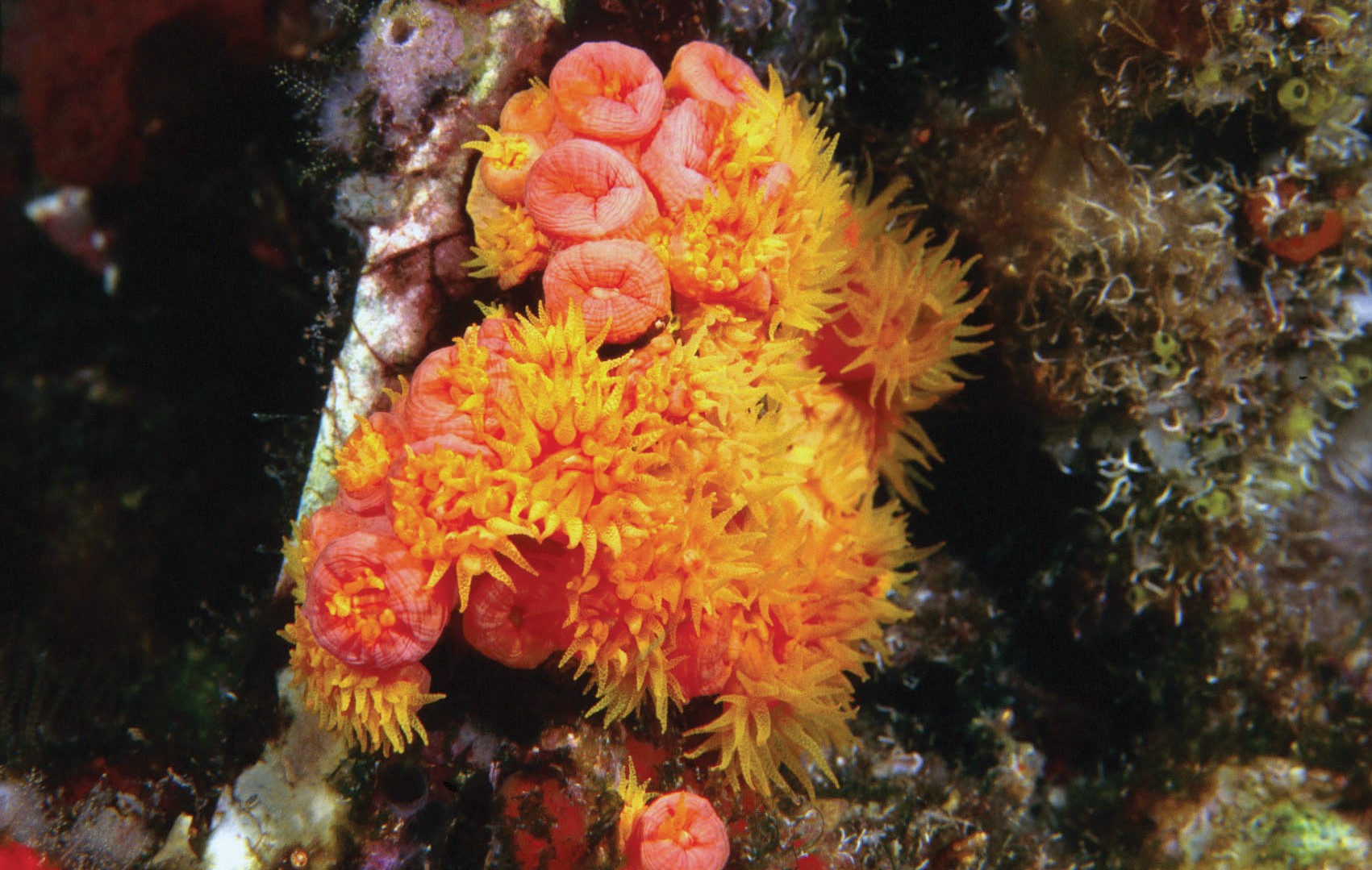 Sea Wonder: Orange Cup Coral | National Marine Sanctuary Foundation