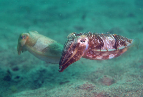 Sea Wonder: Cuttlefish | National Marine Sanctuary Foundation