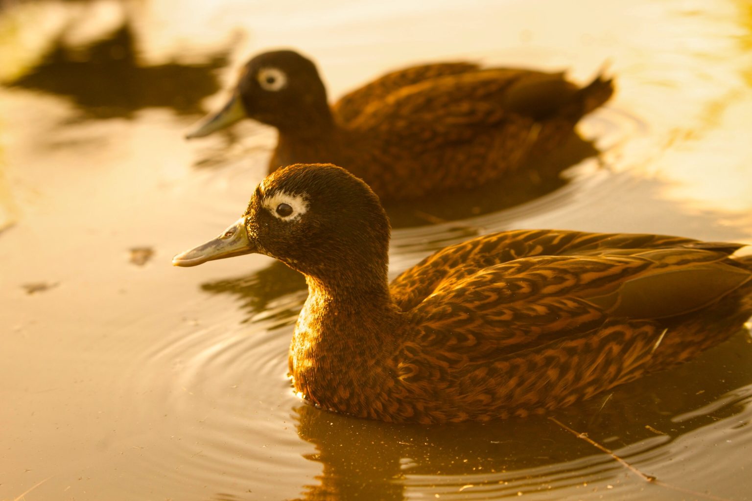 Sea Wonder: Laysan Duck | National Marine Sanctuary Foundation