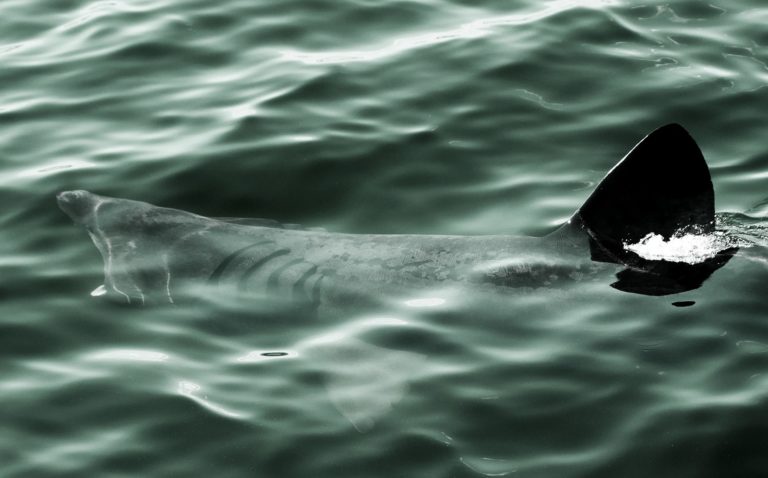 Sea Wonder: Basking Shark | National Marine Sanctuary Foundation