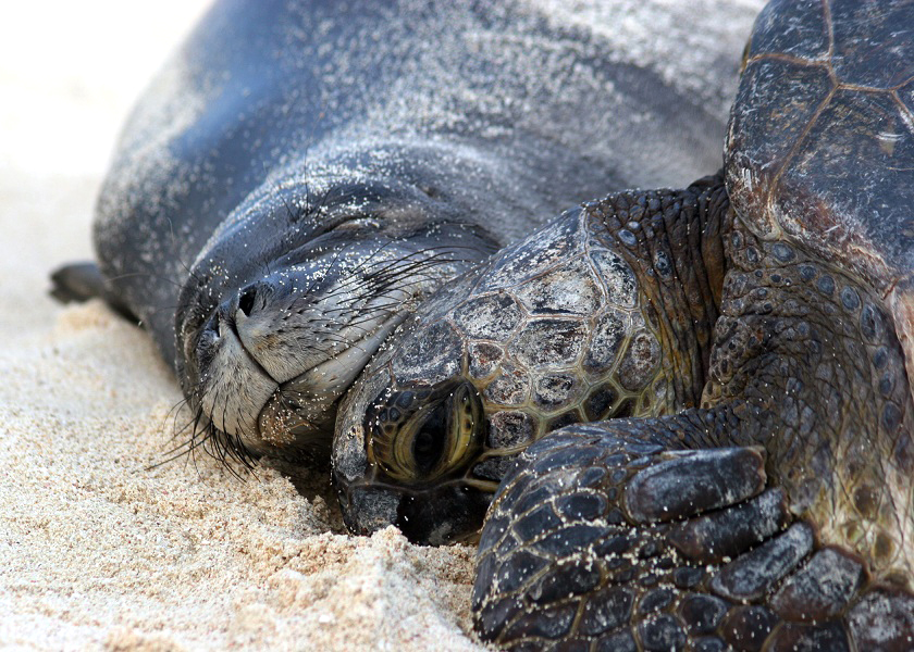 Five Photos That Prove Sea Turtles Are The BFF We All Need | National ...