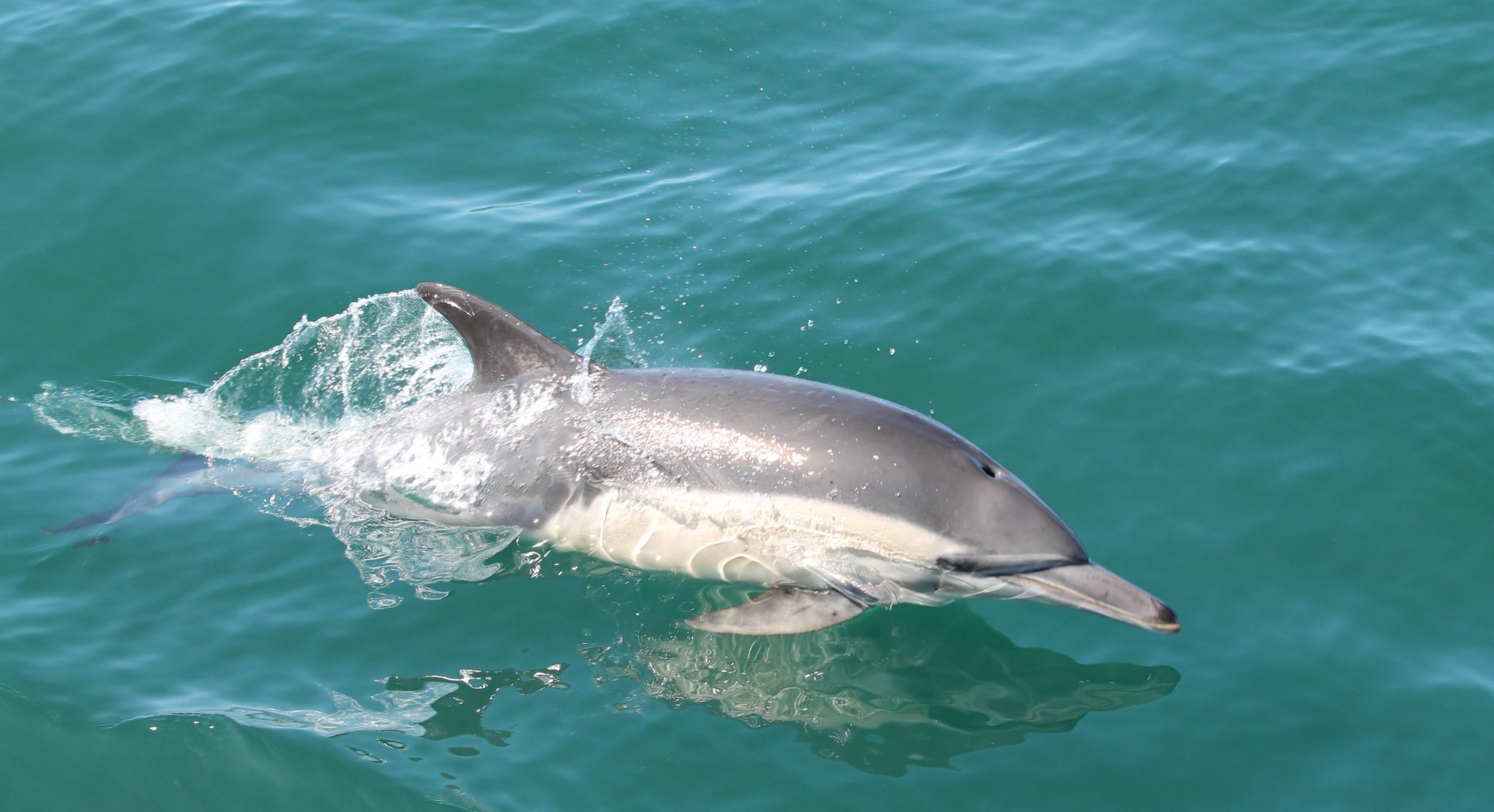 Porpoise vs Dolphin | Sea Creatures | Marine Conservation