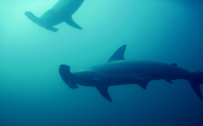 Iconic Species that Roadtrip in our National Marine Sanctuaries ...