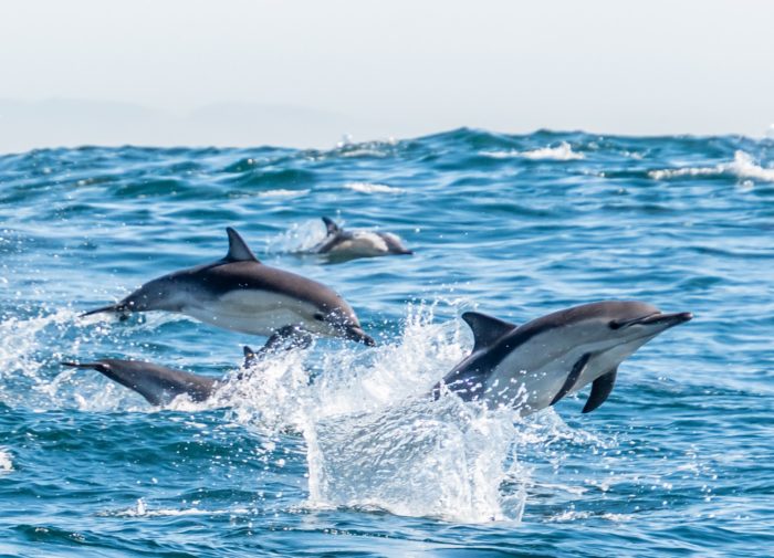 Porpoise vs Dolphin | Sea Creatures | Marine Conservation