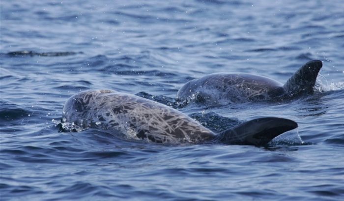 Sea Wonder: Risso’s Dolphin | National Marine Sanctuary Foundation