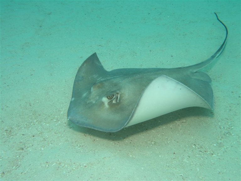 Sea Wonder: Southern Stingray | National Marine Sanctuary Foundation