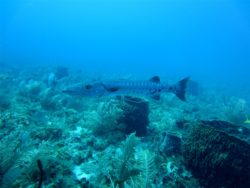 Sea Wonder: Giant Barrel Sponge | National Marine Sanctuary Foundation