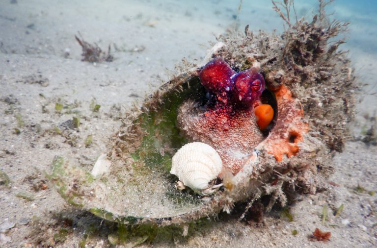 Sea Wonder: Common Octopus | National Marine Sanctuary Foundation