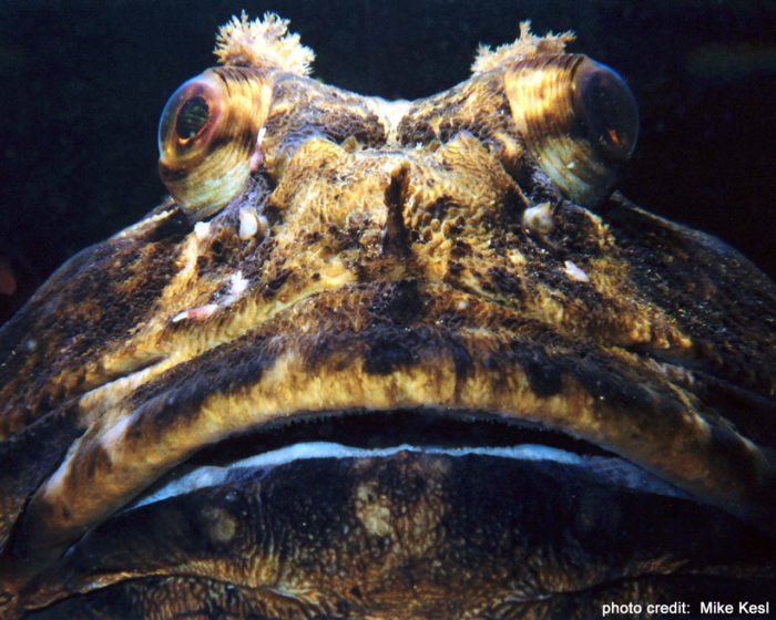 Sea Wonder: Cabezon | National Marine Sanctuary Foundation