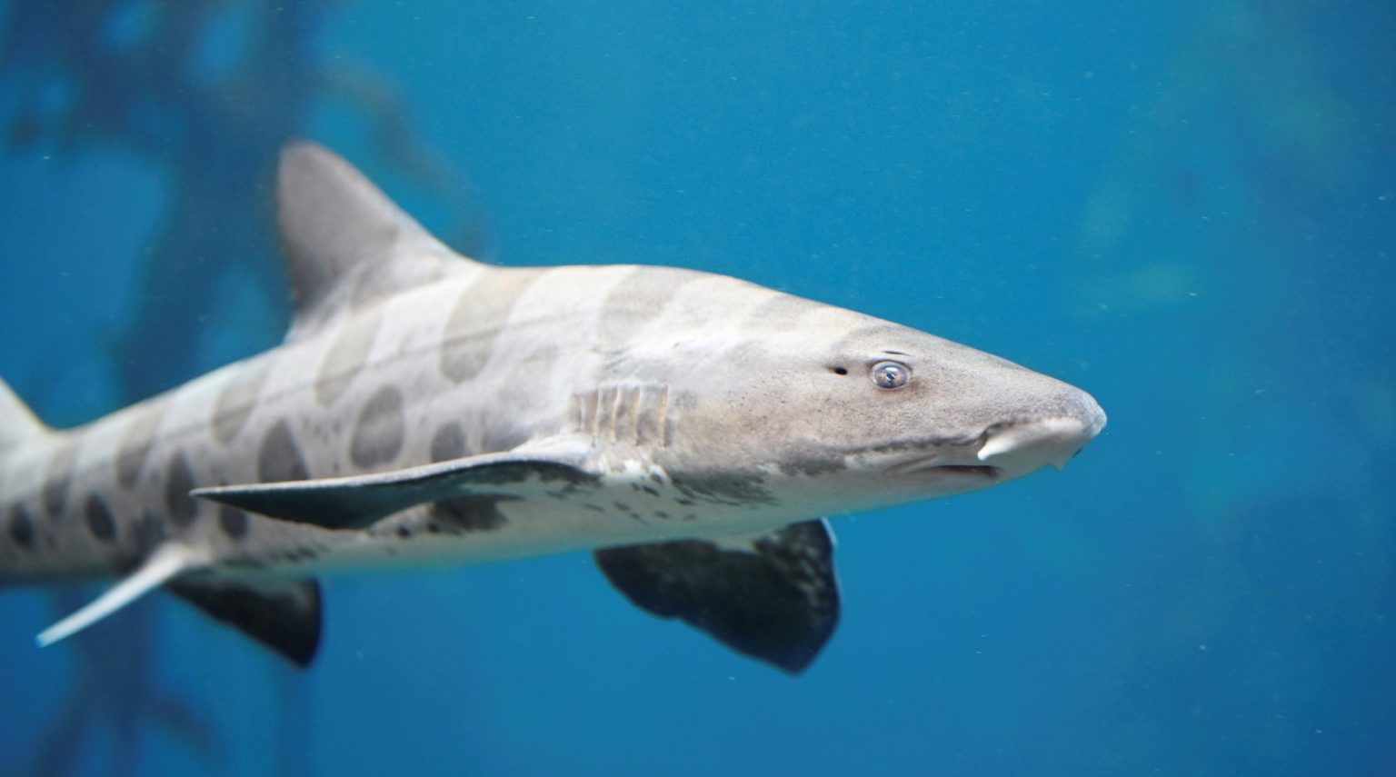 Sea Wonder: Leopard Shark | National Marine Sanctuary Foundation