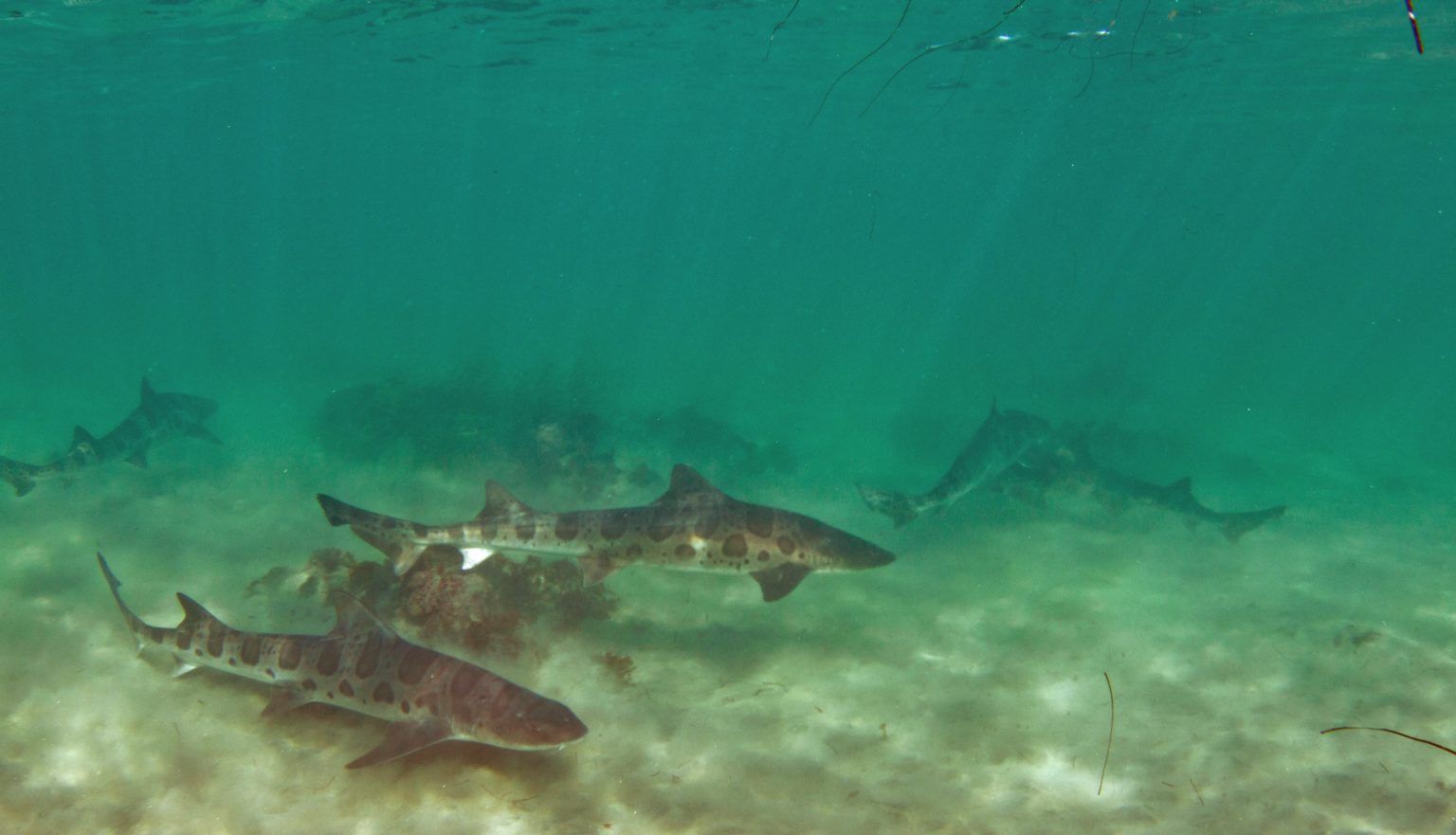 Sea Wonder: Leopard Shark | National Marine Sanctuary Foundation