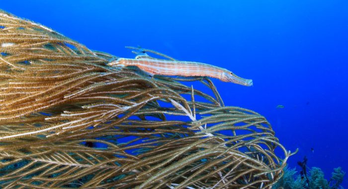 Sea Wonder: Trumpetfish | National Marine Sanctuary Foundation