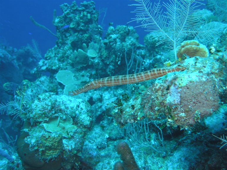 Sea Wonder: Trumpetfish | National Marine Sanctuary Foundation