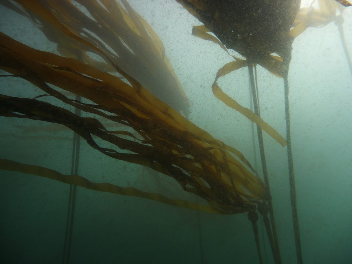 Kelp Forest Restoration & Recovery in the Greater Farallones National ...
