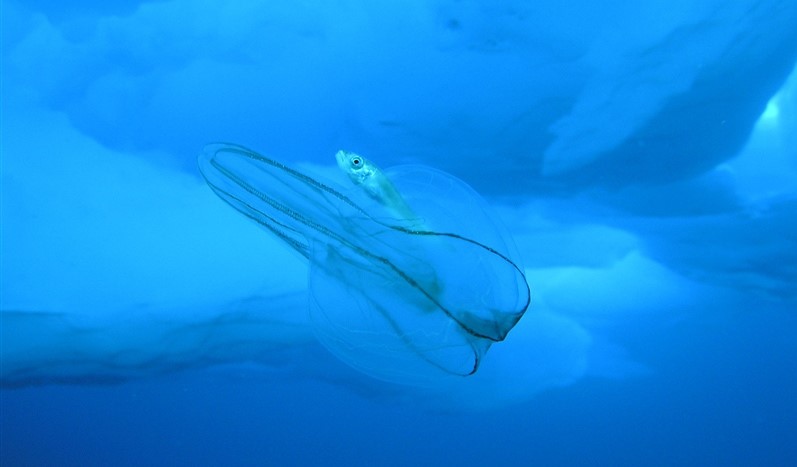Sea Wonder: Comb Jelly | National Marine Sanctuary Foundation
