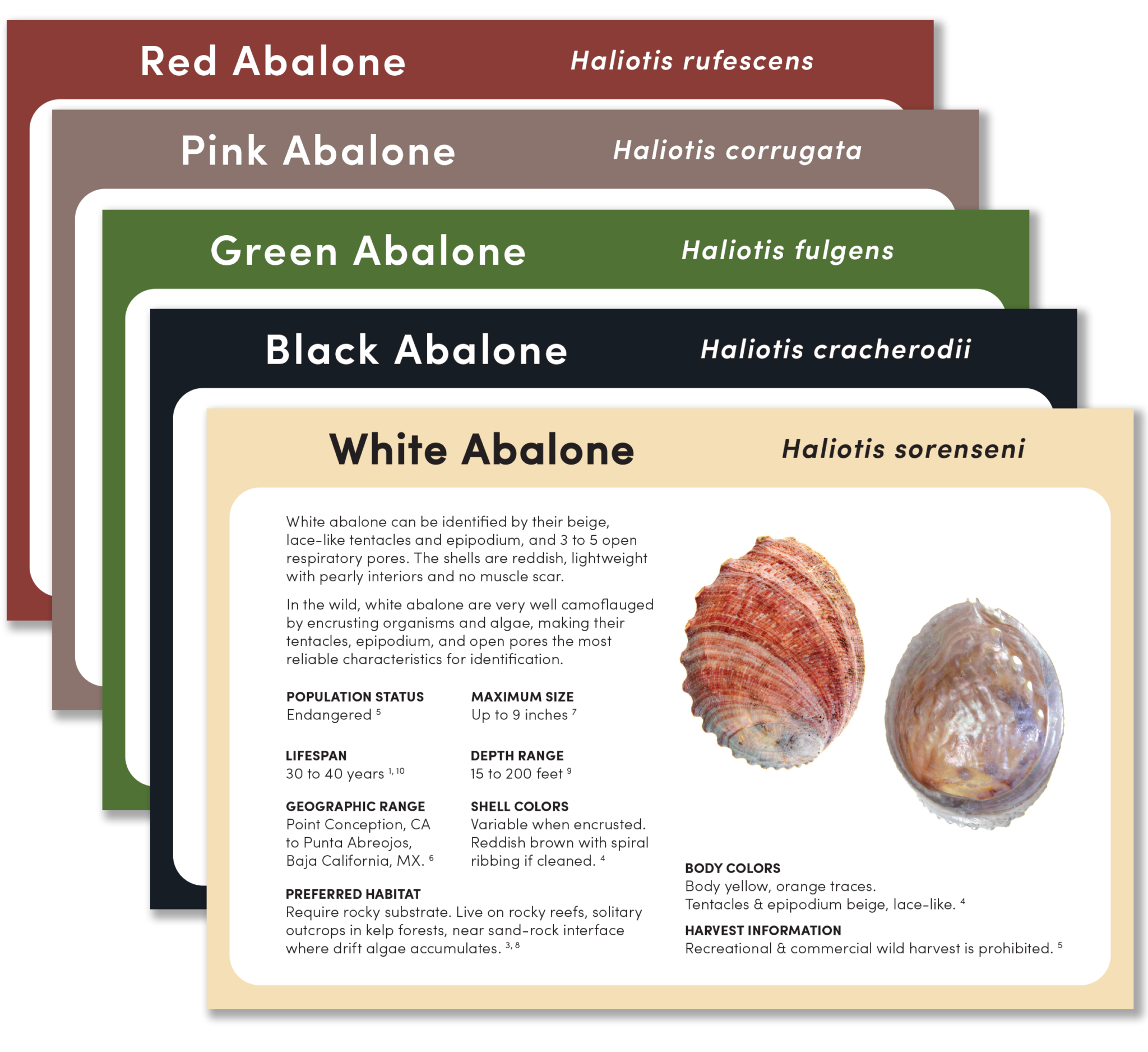Diving into Abalone Habitat: Channel Islands National Marine Sanctuary ...