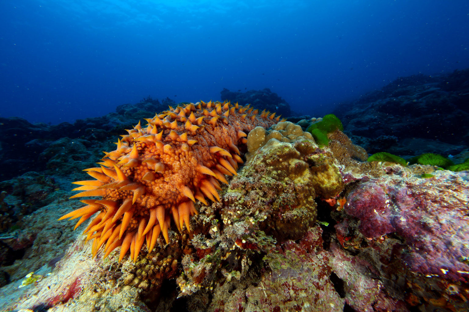 Sea Wonder: Sea Cucumber | National Marine Sanctuary Foundation