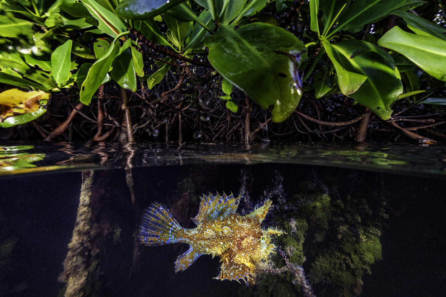 Sea Wonder: Frogfish | National Marine Sanctuary Foundation