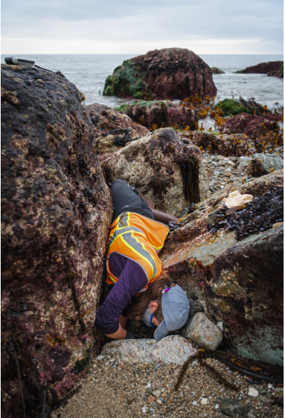 The race to save endangered black abalone from post-wildfire debris ...