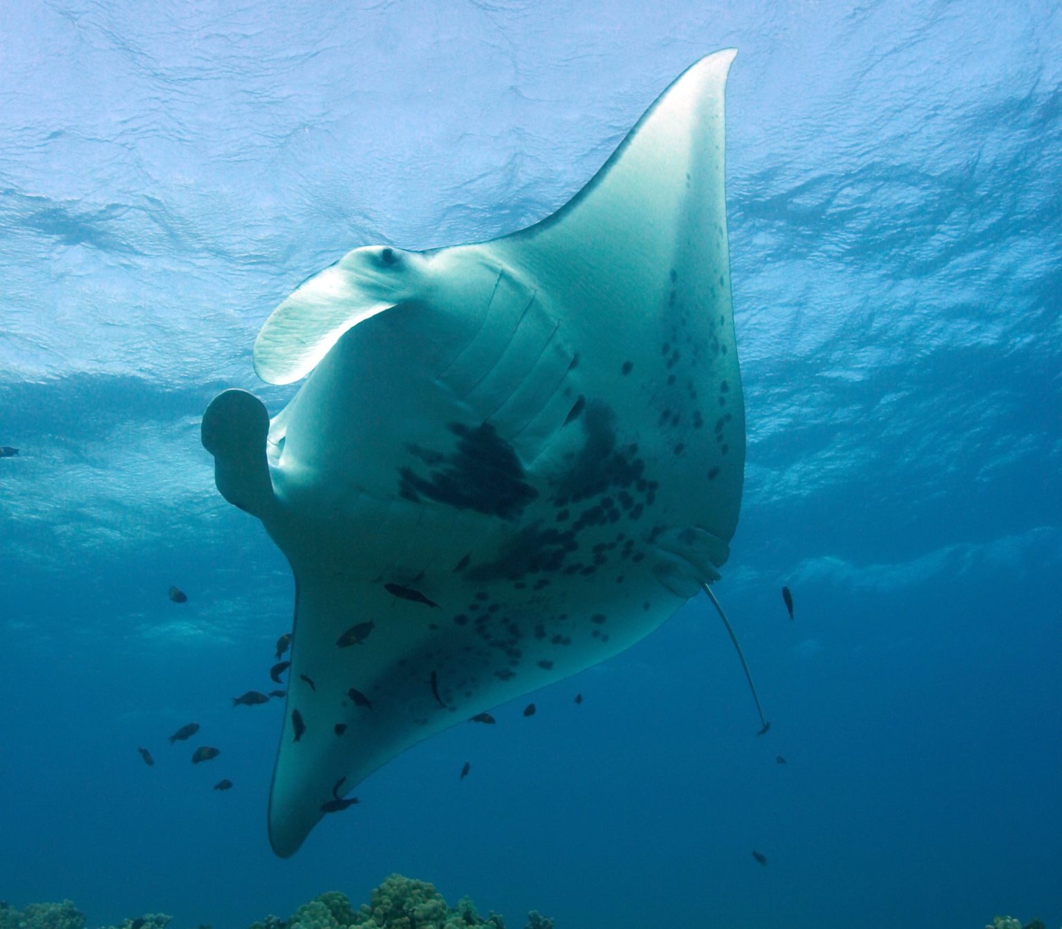 Sea Wonder: Manta Ray | National Marine Sanctuary Foundation