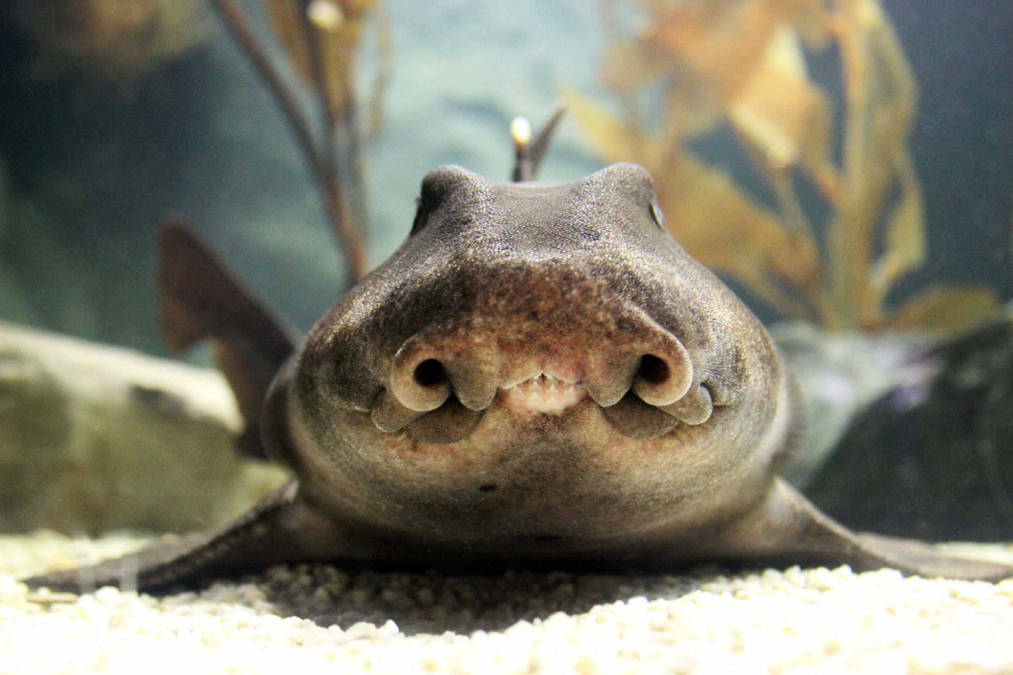 Sea Wonder: Horn Shark | National Marine Sanctuary Foundation