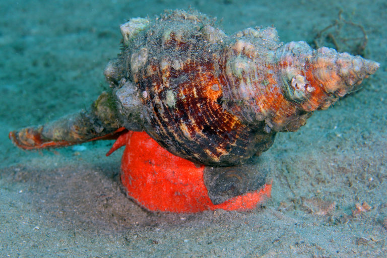 Sea Wonder: Horse Conch | National Marine Sanctuary Foundation
