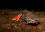 Sea Wonder: Plainfin Midshipman | National Marine Sanctuary Foundation