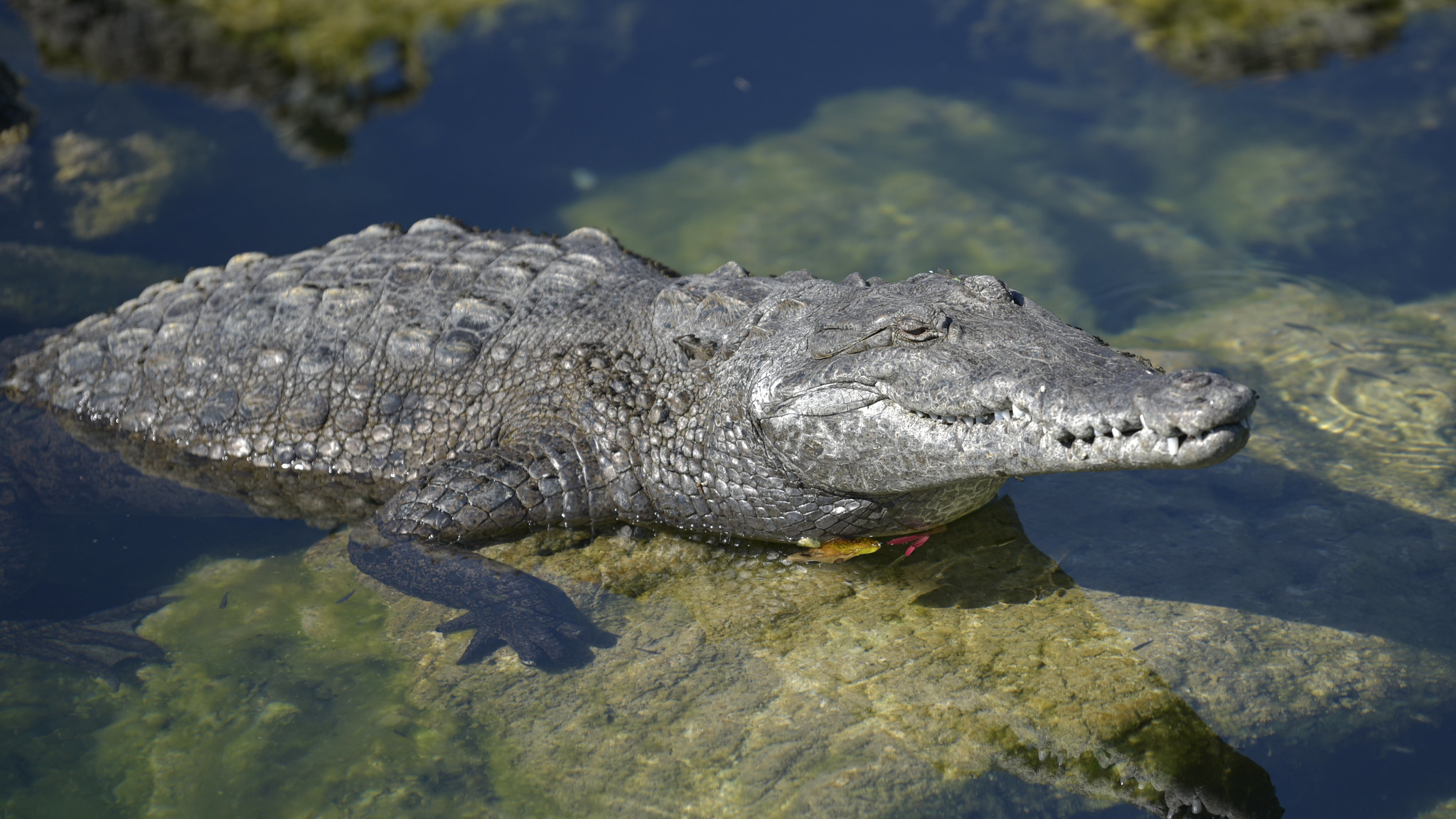 American Crocodile Habitat Crocodiles In Suburbia Here s How They
