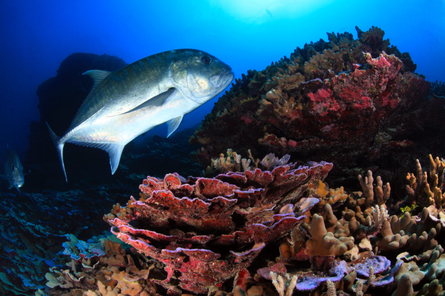 Sea Wonder: Giant Trevally | National Marine Sanctuary Foundation