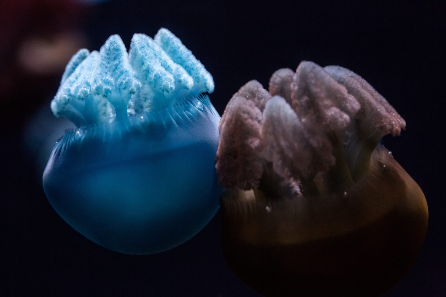 Sea Wonder: Blue Blubber Jelly | National Marine Sanctuary Foundation