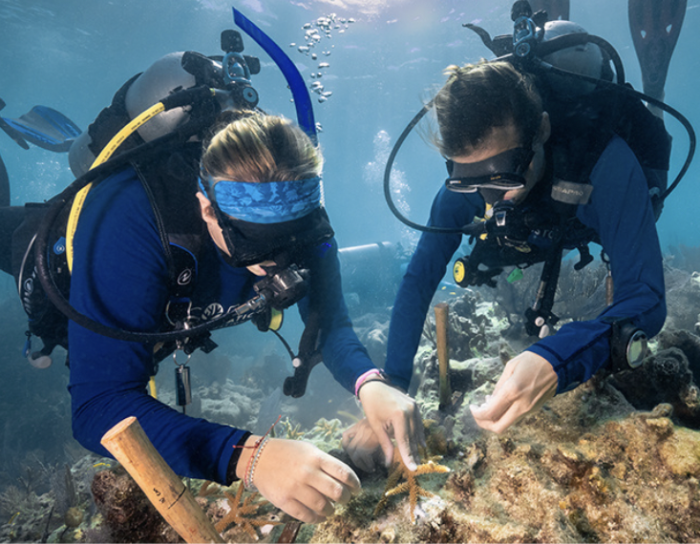 Coral: Plant or Animal? | National Marine Sanctuary Foundation
